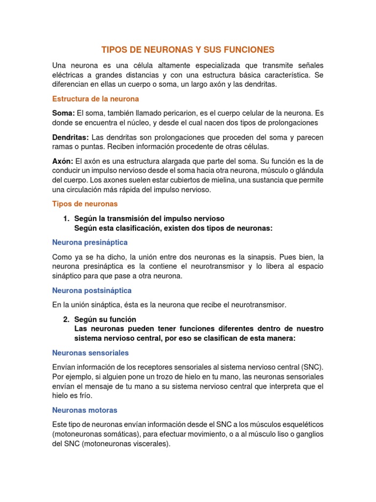 Tipos de Neuronas y Sus Funciones | PDF | Sinapsis | Neurona