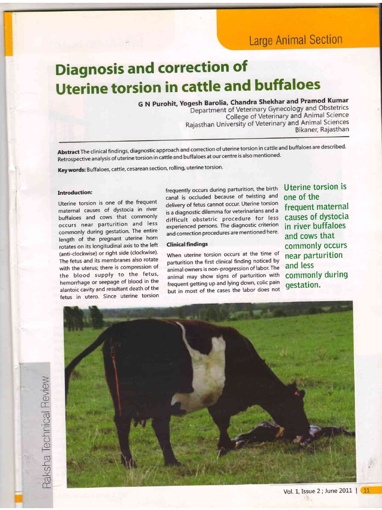 Diagnosis and Correction of Uterine Torsion in Cattle and Buffaloes ...