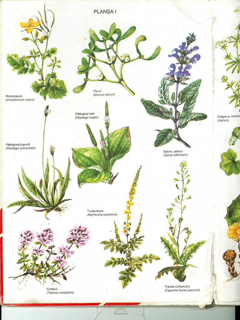 Maria Treben 1 | PDF