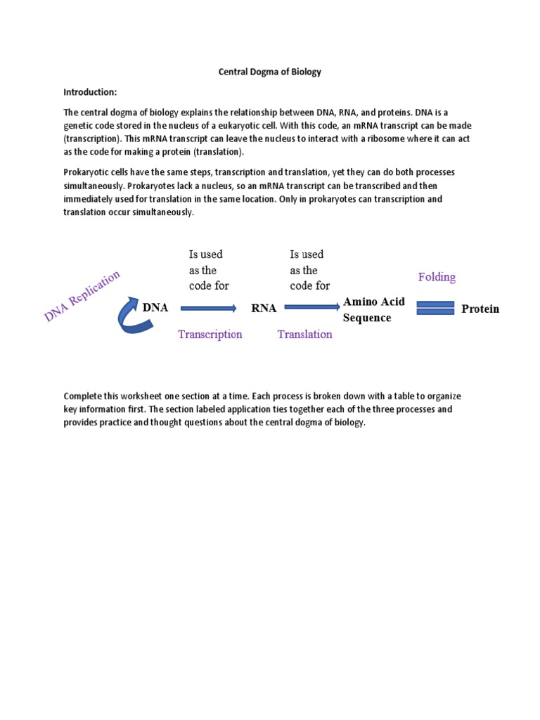 Central Dogma of Biology Answer Key | PDF | Ribosome | Messenger Rna