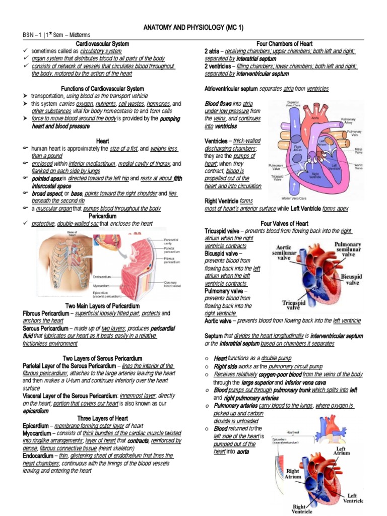 Mc1 Reviewer (Cardiovascular System) - Midterms | PDF