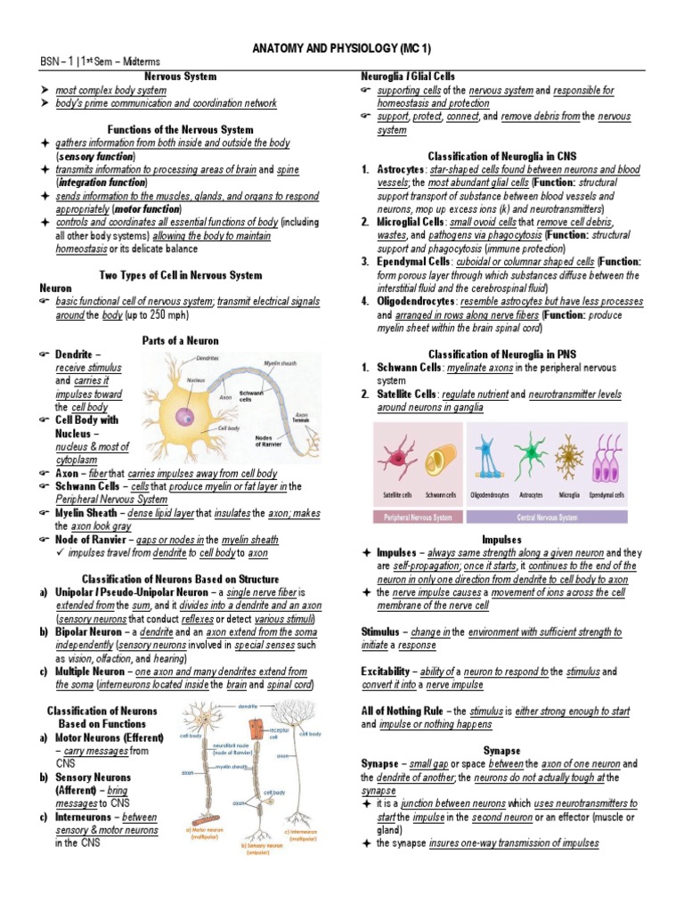 ANATOMY AND PHYSIOLOGY REVIEW | PDF | Neuron | Central Nervous System