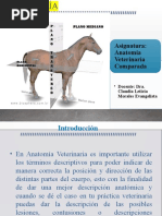 Anatomía Del Hueso Del Húmero Del Perro AnatomyLearner - El Lugar para ...
