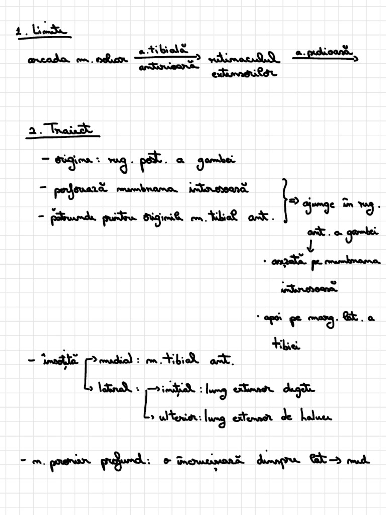 Artera Tibială Anterioară | PDF
