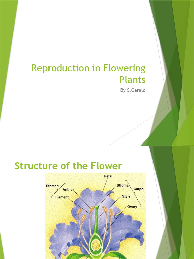 Reproduction Flowering Plants Integrated Science | PDF