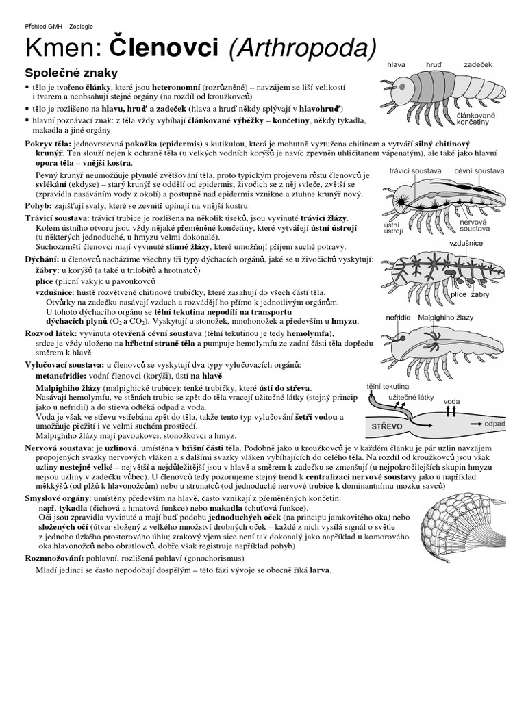 Clenovci | PDF