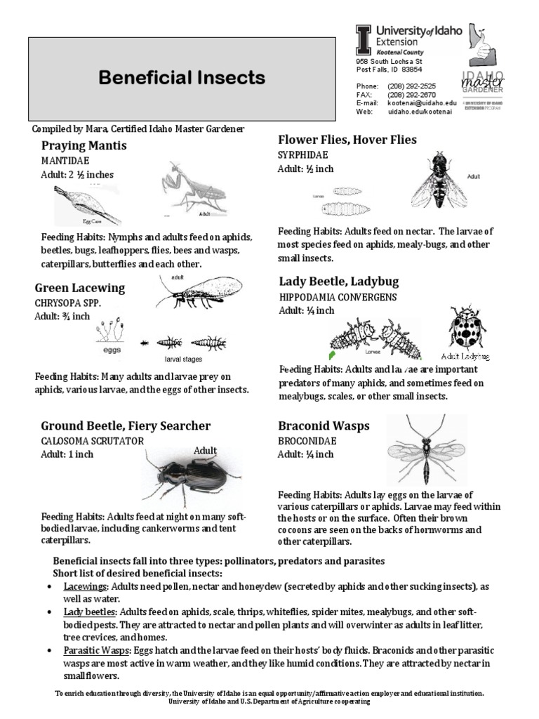 Beneficial Insects Veg | Download Free PDF | Insects | Mulch