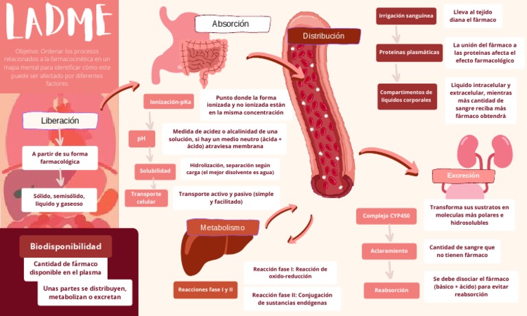 Procesos LADME en Farmacocinética | PDF | Biología Celular | Bioquímica