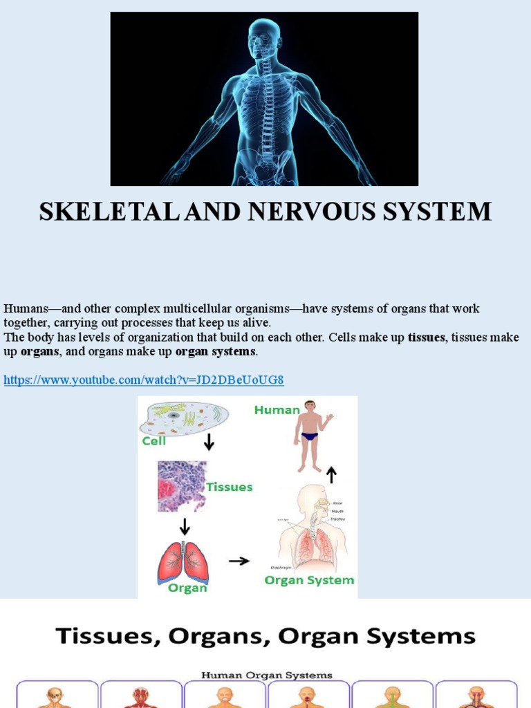 Skeletal and Nervous System | PDF | Nerve | Vertebral Column