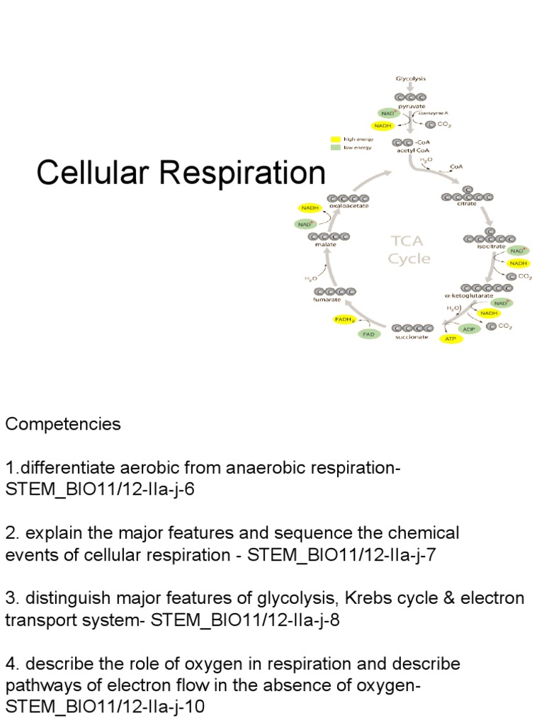 Bio Lesson 21 Respi | PDF | Cellular Respiration | Diet & Nutrition