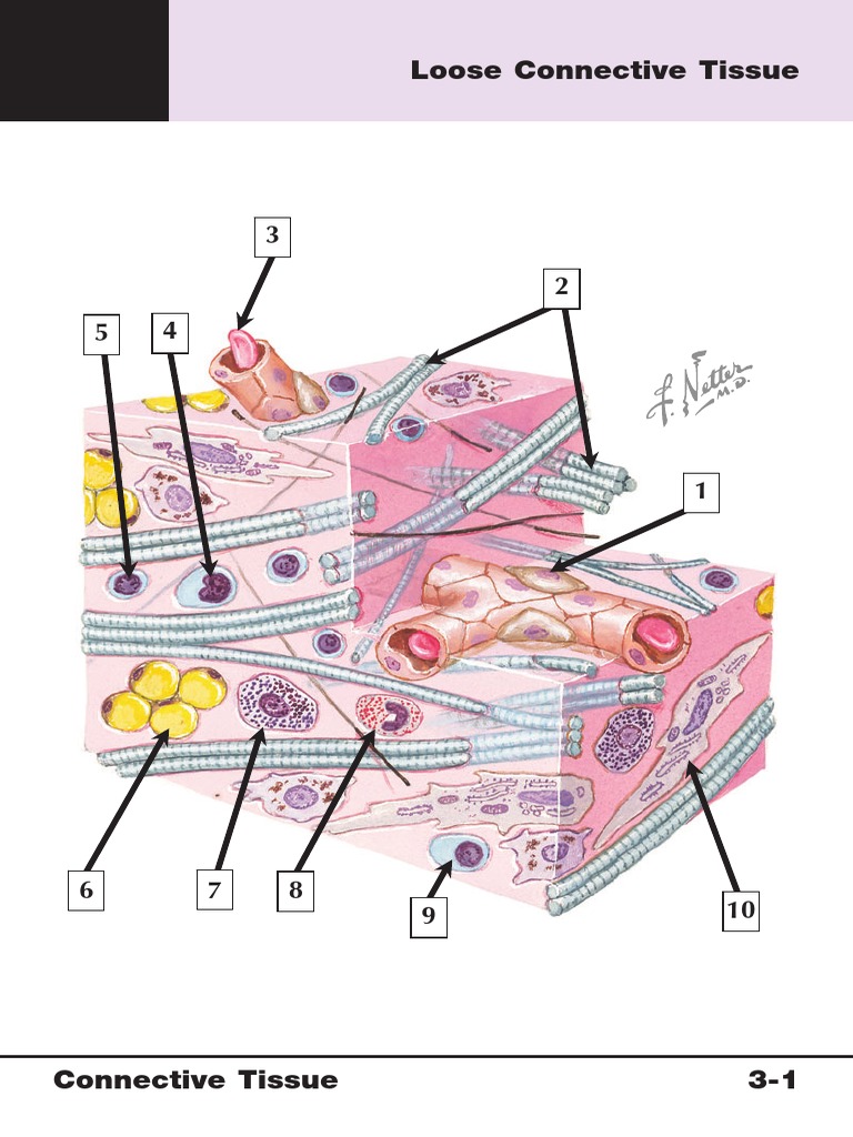 Connective Tissue | PDF | Connective Tissue | Collagen
