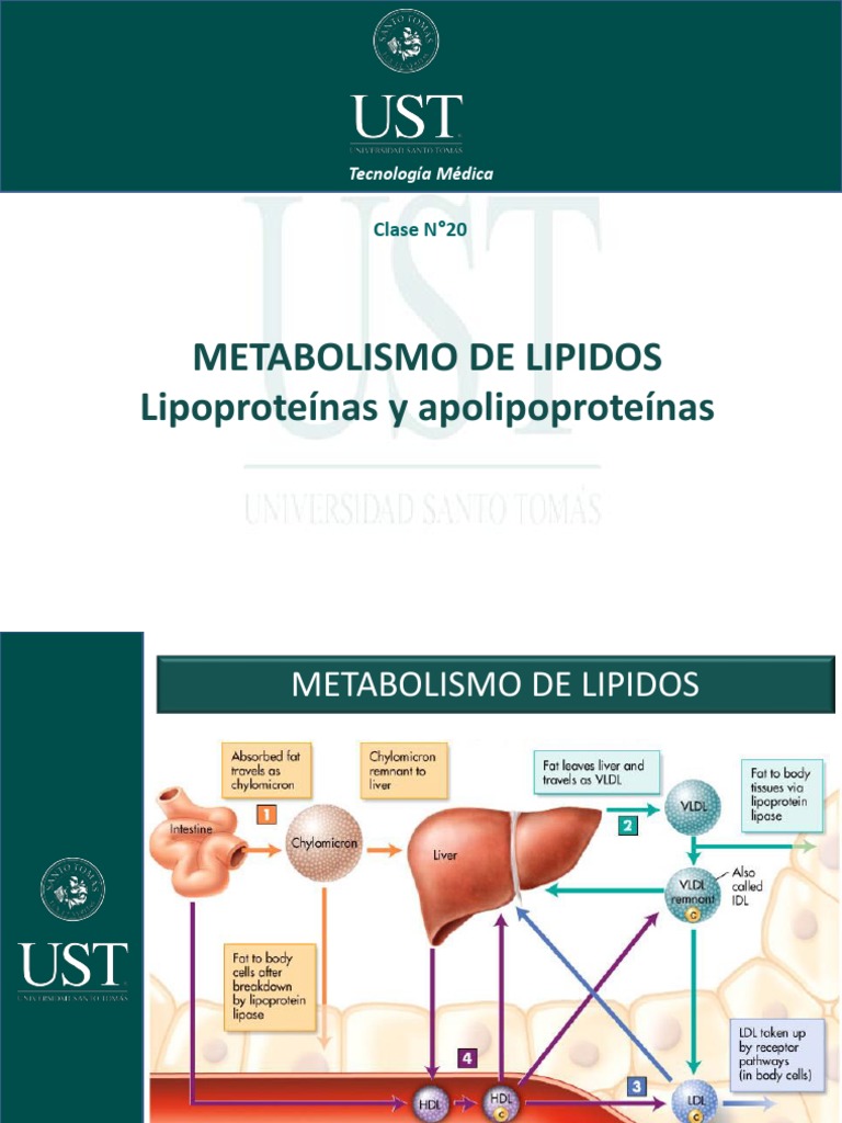 Clase NÂ°20 Metabolismo de Lã - Pidos-Lipoproteinas y Apolipoproteinas | PDF | Lipoproteína ...