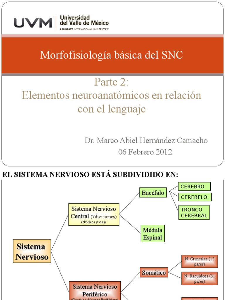 SNC2 - Control Neuromotor Del Habla | PDF | Cerebro | Cerebelo