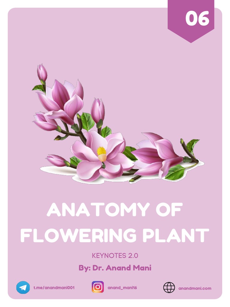Anatomy of Flowering Plant | PDF