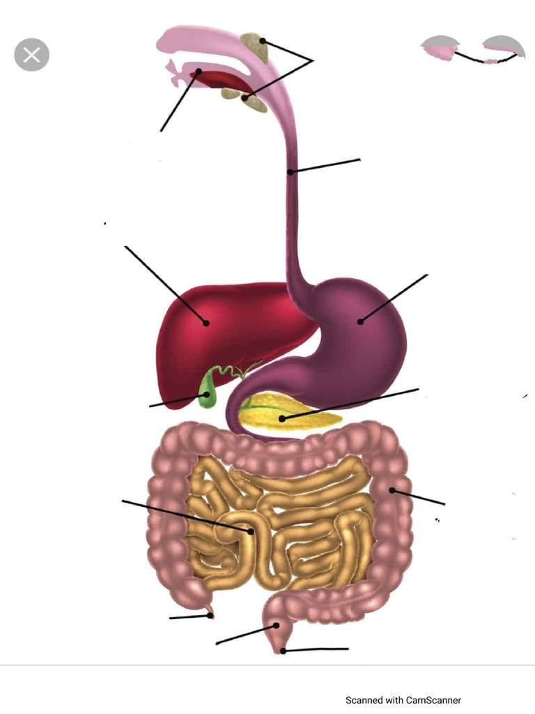 Worksheet - 2 Bio Labeled The Following Diagram | PDF
