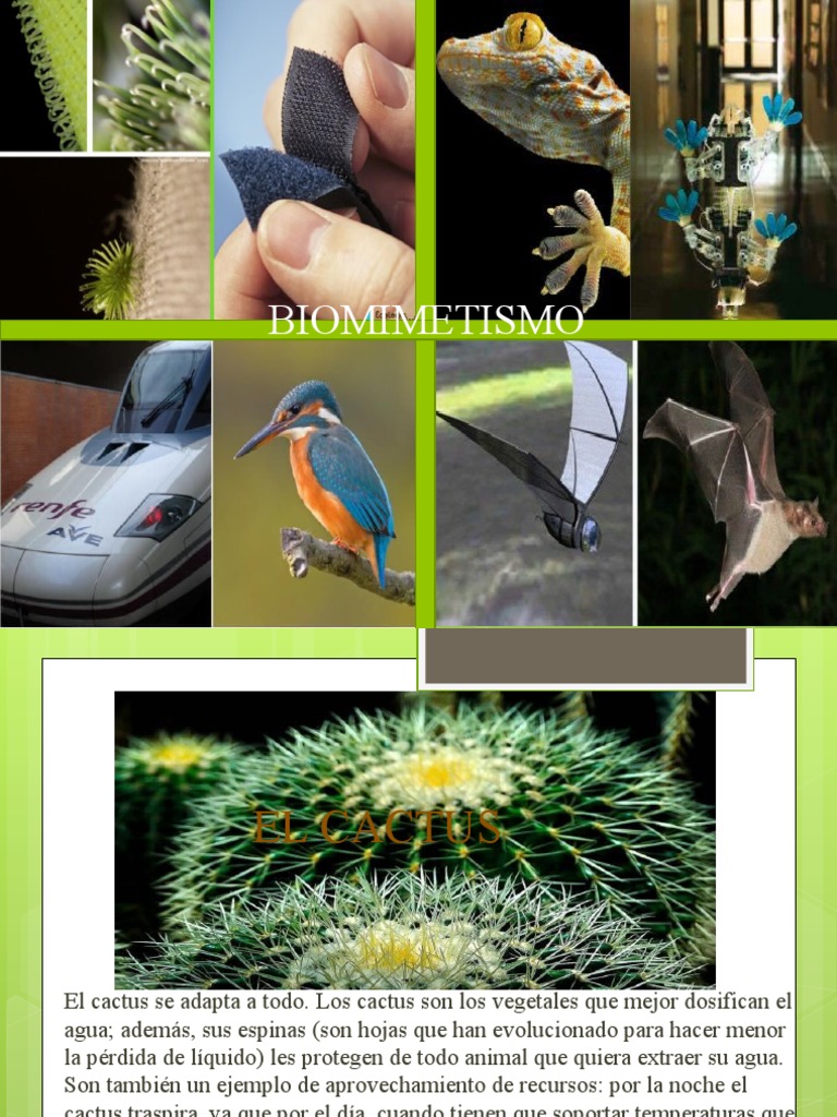 BIOMIMETISMO | PDF