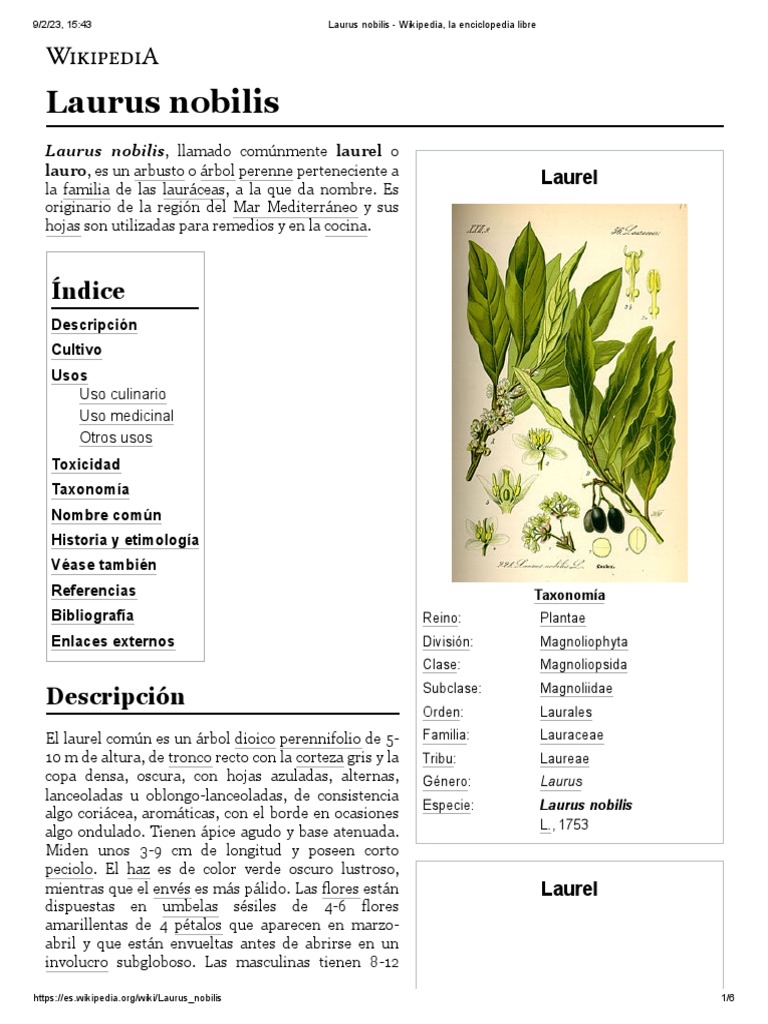 Laurus Nobilis | PDF | Plantas | Botánica