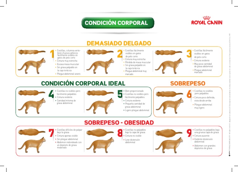 TABLA-CONDICION-CORPORAL-gato | PDF | Tejido adiposo | Cintura