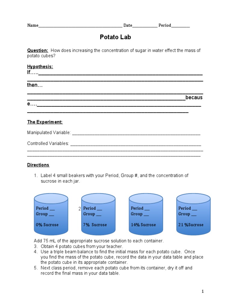 Potato Lab | PDF | Molar Concentration | Experiment