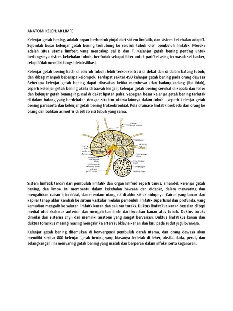 Anatomi Kelenjar Limfe | PDF