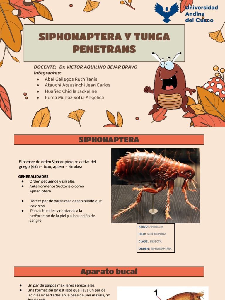 Siphonaptera y Tunga penetrans: pulgas y sus características | PDF ...
