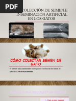 Cistocentesis | PDF | Vejiga urinaria | Ciencias de la Salud