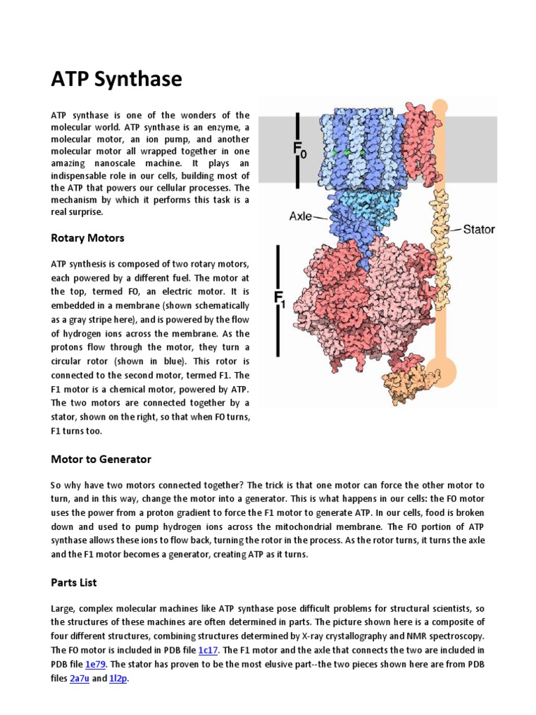 A Molecular Motor Powerhouse: Exploring the Structure and Mechanism of ...