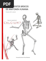 Los 206 Huesos | PDF | Vértebra | Sistema esquelético