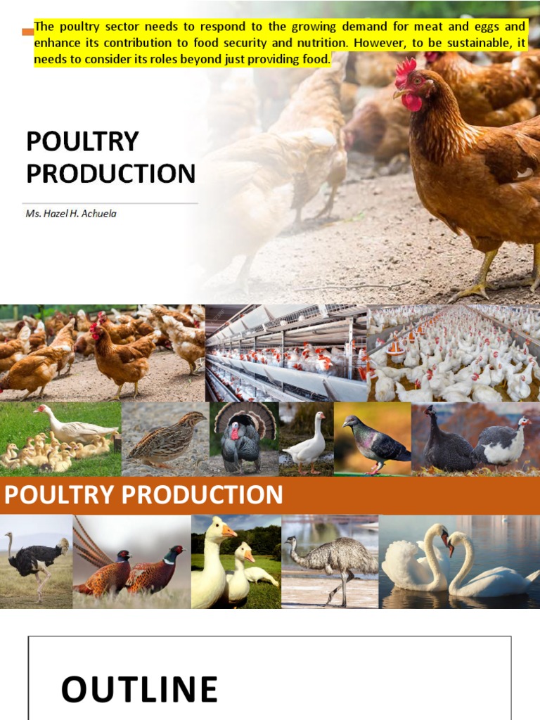 Handout 6. Poultry Production (Overview and Breeds) | PDF | Poultry ...