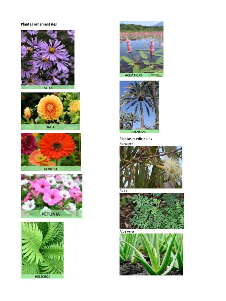 Plantas Medicinales y Ornamentales | PDF | Ciencia y matemáticas