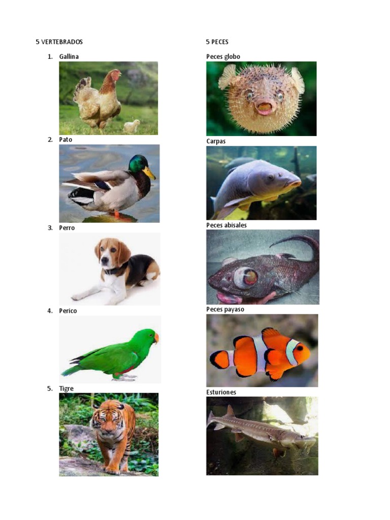 Album de Clases de Animales I | PDF