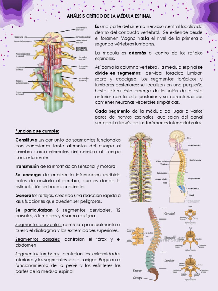 ANÁLISIS CRÍTICO DE LA MÉDULA ESPINAL | PDF | Médula espinal | Anatomía