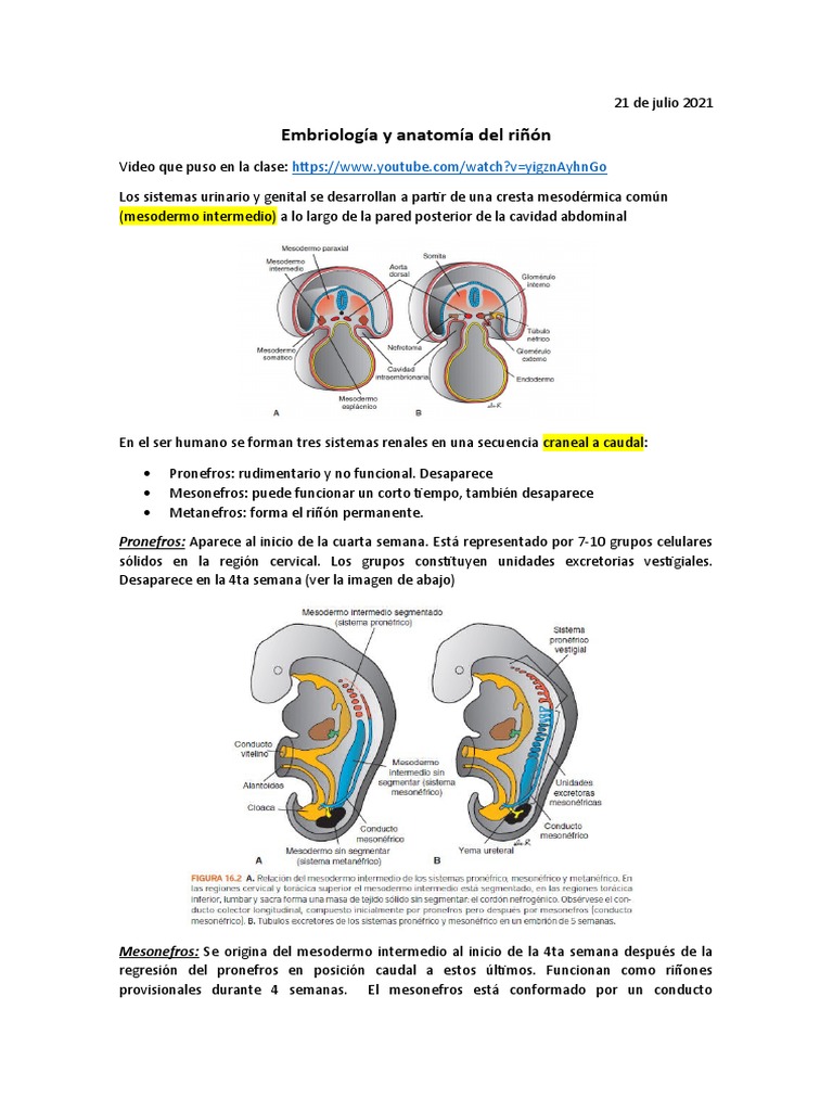 Embrio y Anato Nefro | PDF | Riñón | Morfología (biología)