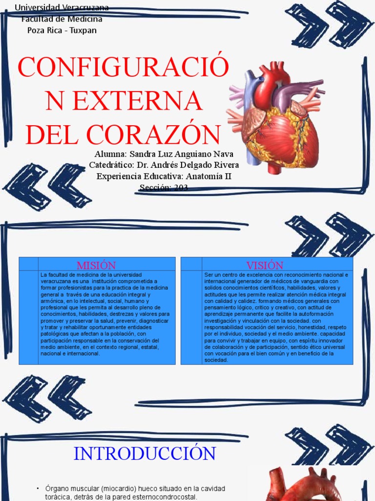 Configuración Externa Del Corazón | PDF | Ventrículo (corazón) | Corazón