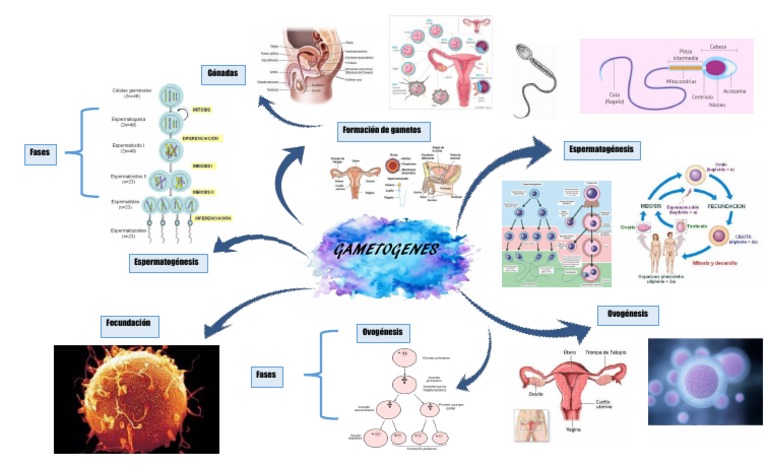 Mapa Mental Gametogenesis | PDF
