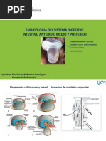 10.sistema Digestivo | PDF | Páncreas | Estómago