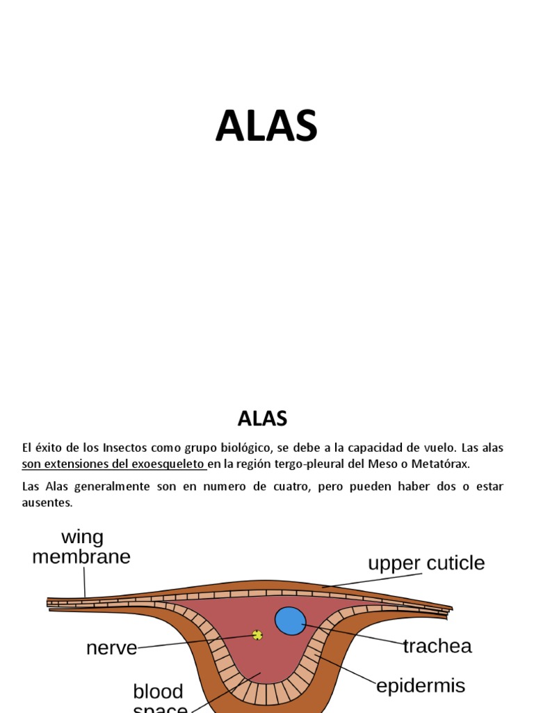 Tagma Torácico - Alas | PDF | Insectos | Hexapoda
