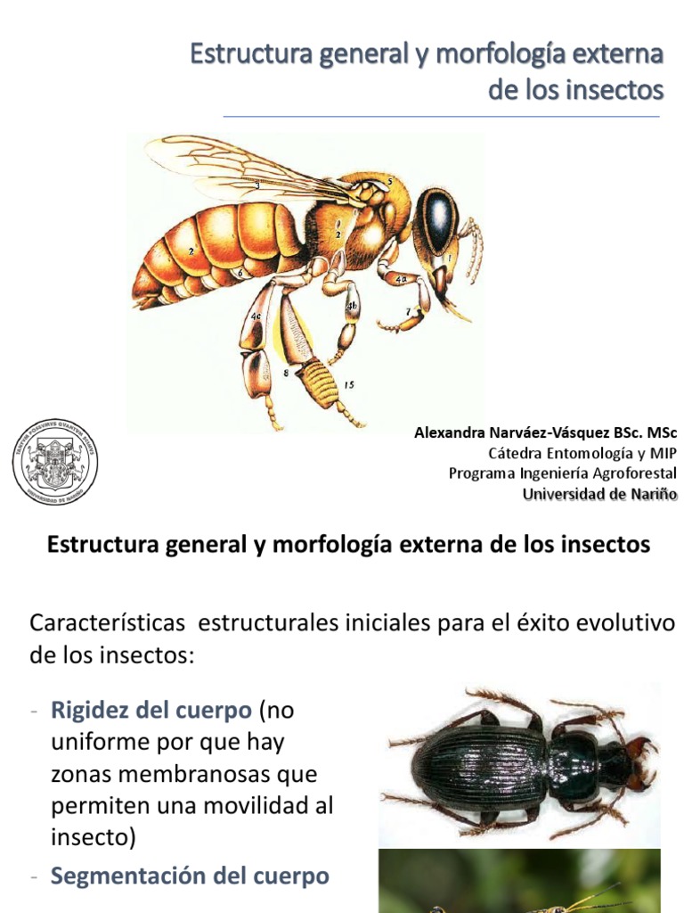 Morfología externa de los insectos | PDF | Insectos | Sistema tegumentario