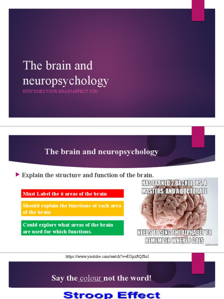 The Structure and Function of The Brain | Download Free PDF | Cerebral ...