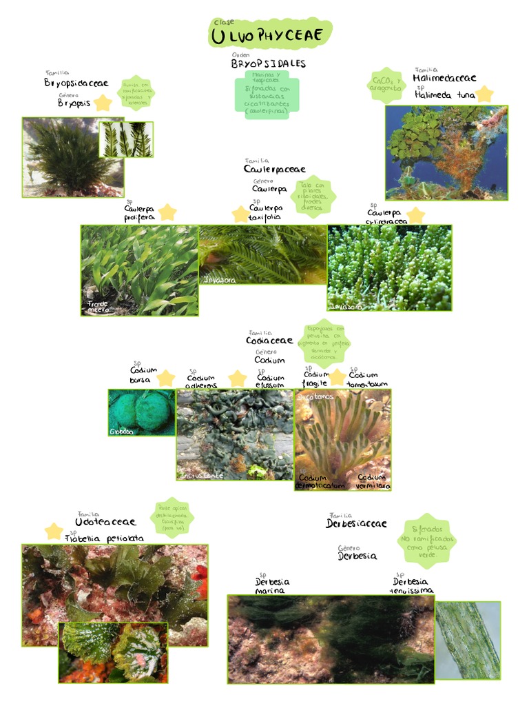 Poster Visu Algas | PDF