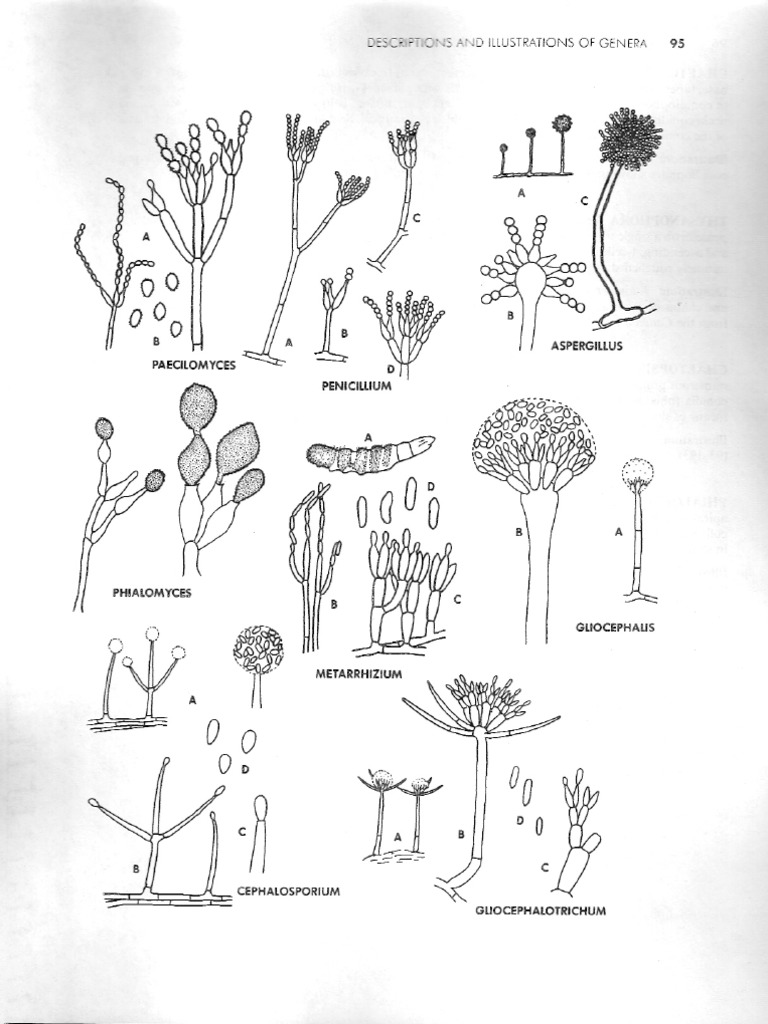 Illustrated Genera of Imperfect Fungi 3 | PDF