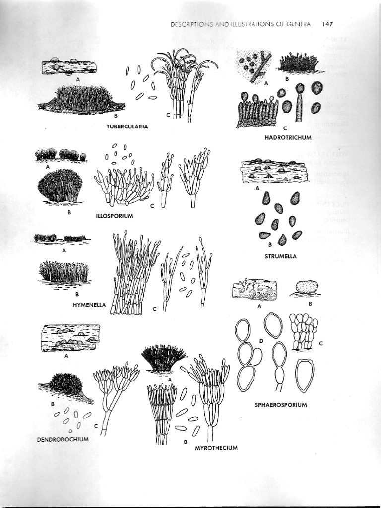 Illustrated Genera of Imperfect Fungi 4 | PDF
