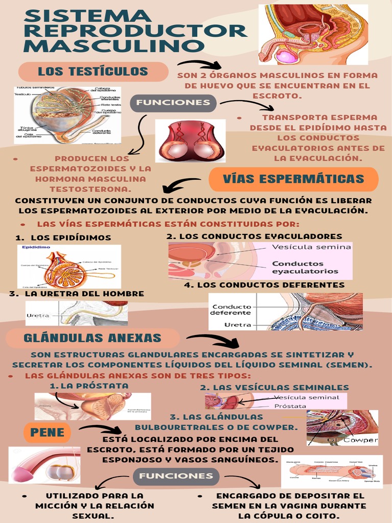 Sistema Reproductor Masculino | PDF