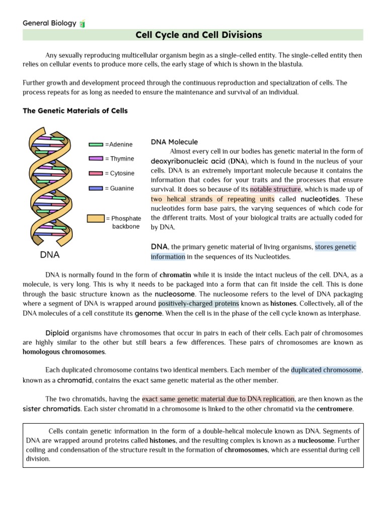 Cell Cycle and Cell Divisions: The Genetic Materials of Cells | PDF ...