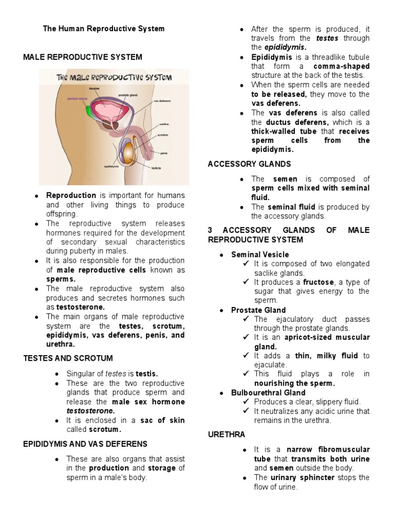 The Male and Female Reproductive Systems: A Comprehensive Overview of Puberty, Anatomy, Hormones ...