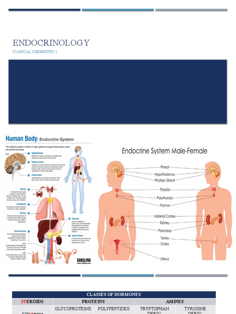 Endocrinology | PDF | Adrenal Gland | Hypothalamus