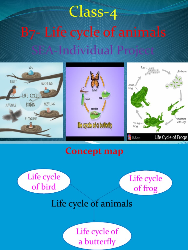 Life Cycle of Animals for Grade 4 | PDF