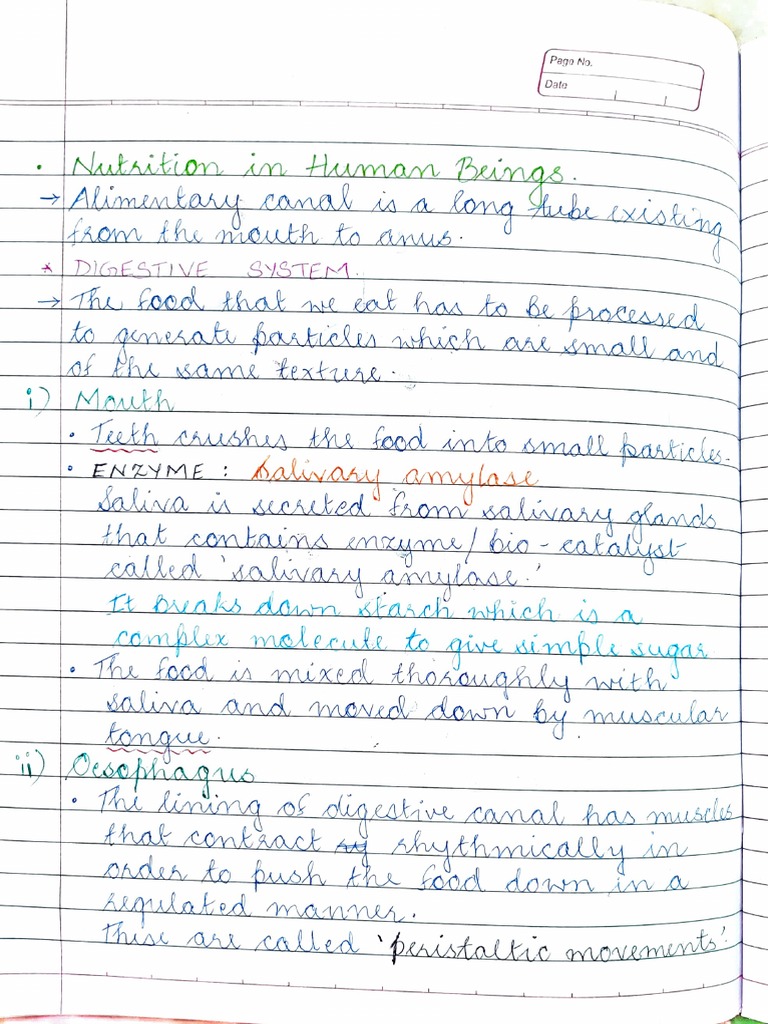 10th Bio Life Processes (II) | PDF | Cellular Respiration | Cell Biology
