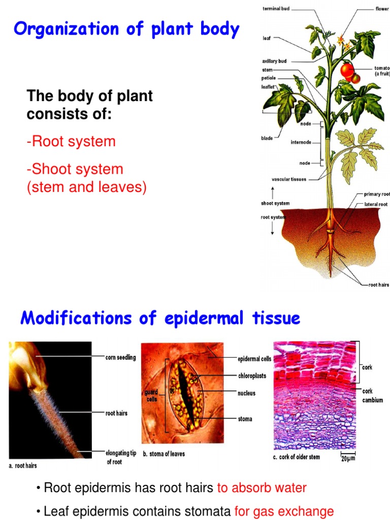 GS BIO 206. Plant Tissues and Organs | PDF