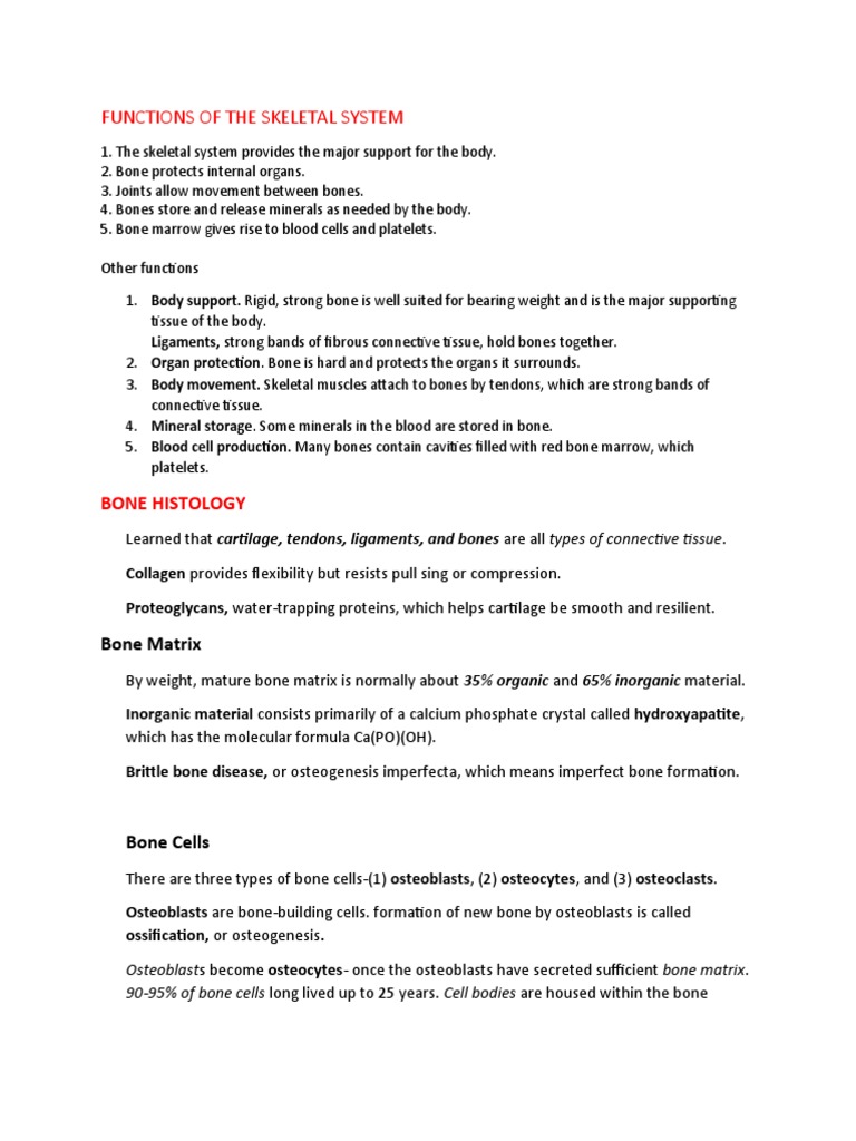 SKELETAL SYSTEM Reviewer | PDF | Bone | Osteoblast